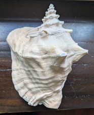 Conch Shells for sale | eBay