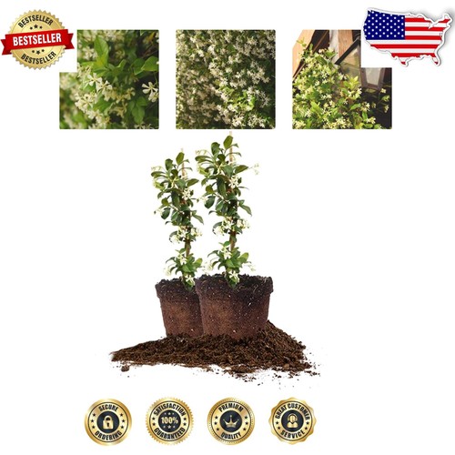 Beautiful Confederate Jasmine 2-Pack in 1 Gallon Pots - Perfect for ...