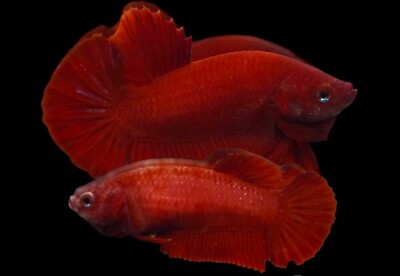 Breeding Pair of Betta Fish Super Red male and female Quality Grade ...