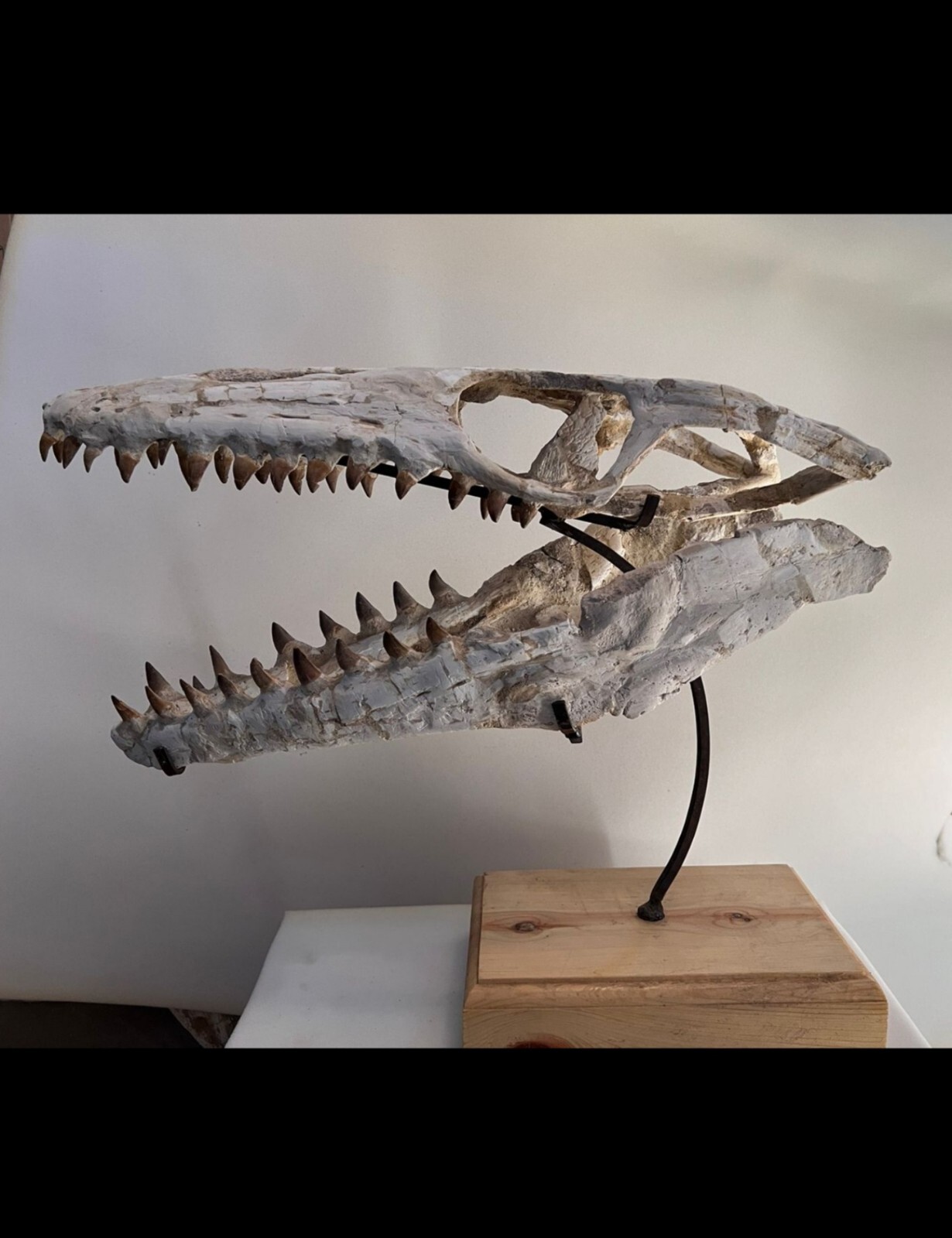 85% Authentic High Quality Mosasaur Skull – Rare Prehistoric Fossil 60 ...