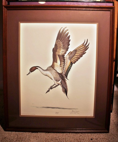 Ray Harm, Pintail duck print, framed, signed | eBay