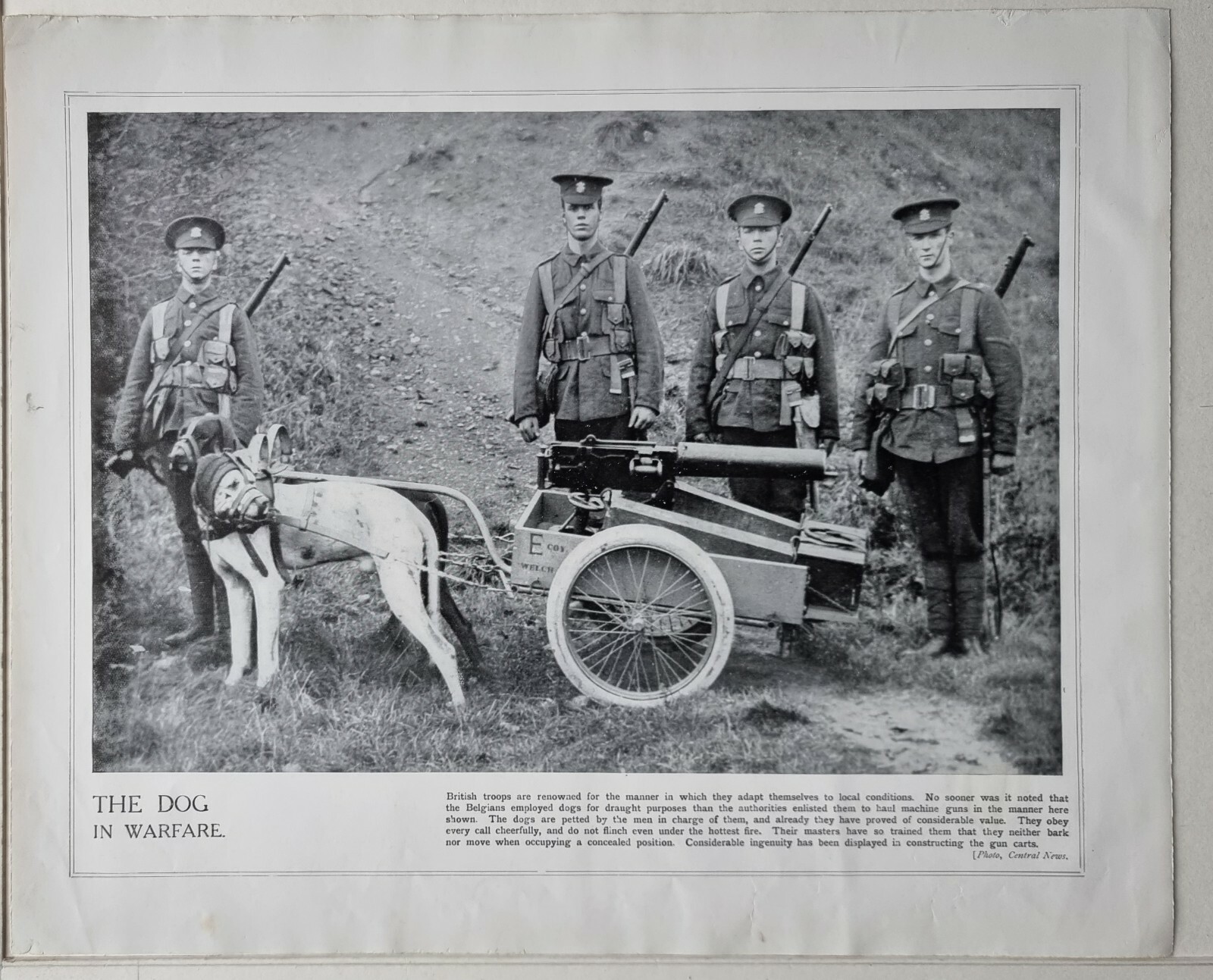 1915 WW1 Aufdruck & Text Der Hund IN Warfare Belgier Employed Hol | eBay
