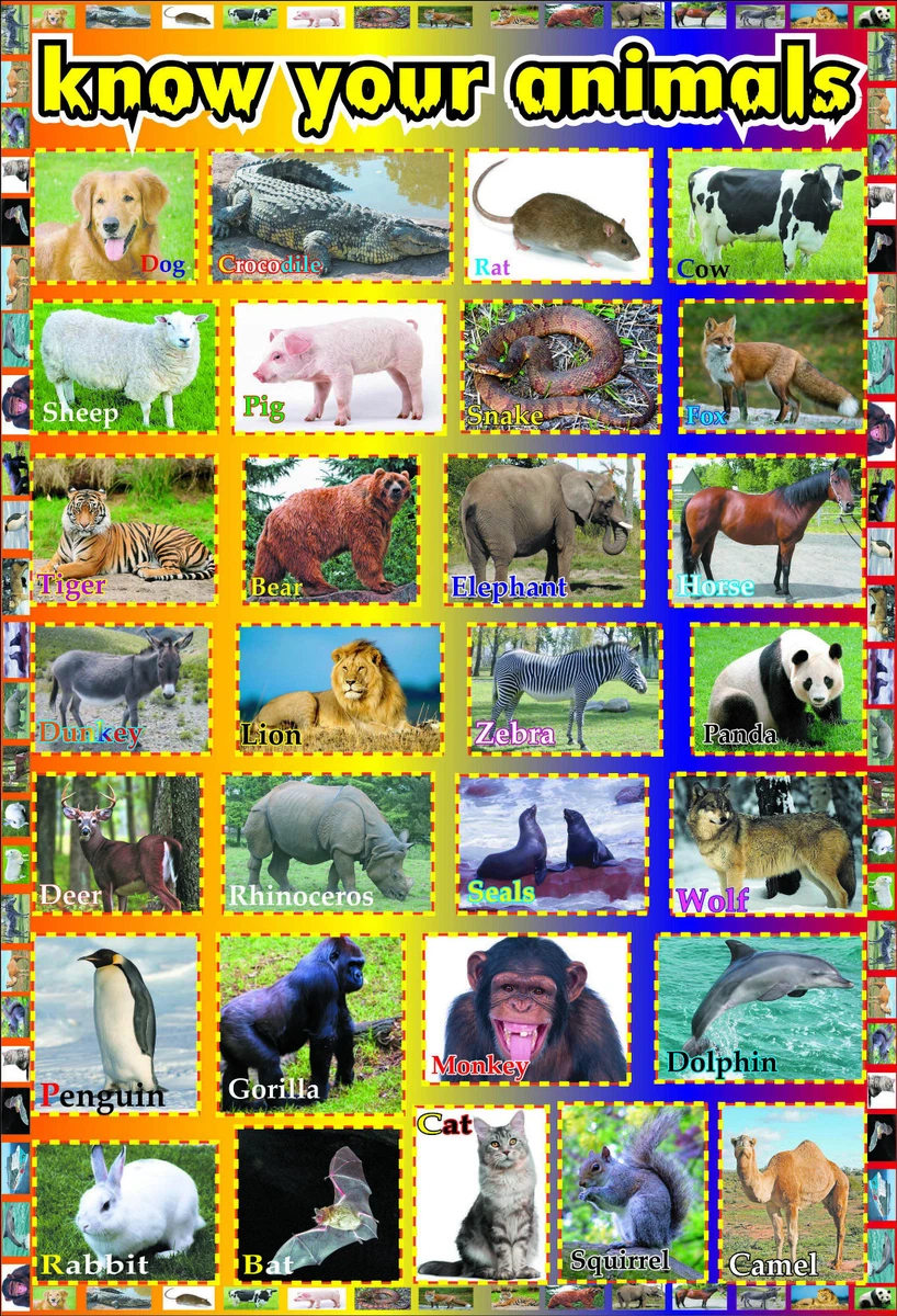 Types Of Animals Chart