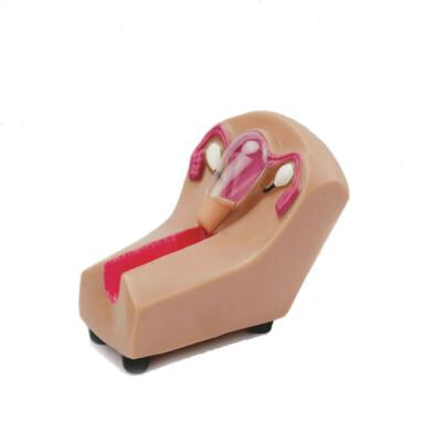 Female Intrauterine Contraceptive Device Model,IUD Training Simulator ...