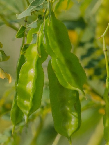 rattlebush (Sesbania drummondii)—200 seeds ($3.00-$4.00) | eBay