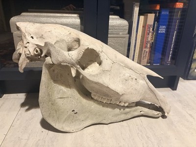 Horse Large Animal Taxidermy Skull and Jawbone Display From Animal ...