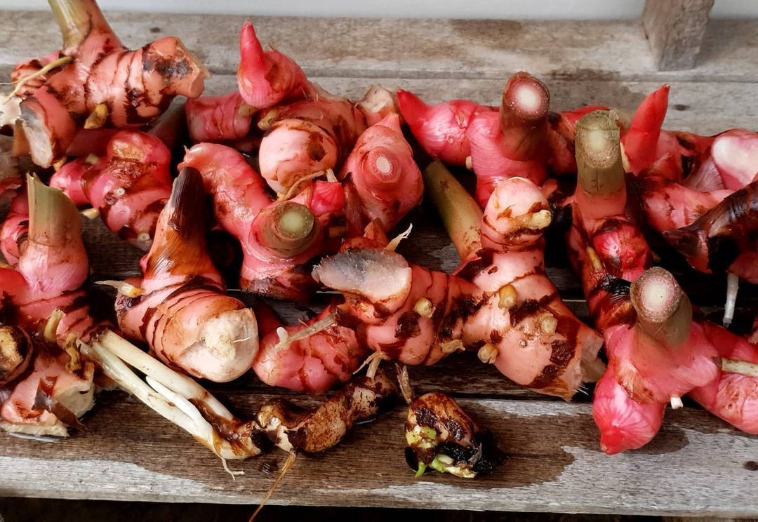 300+ gr Red Galangal Bulbs Rhizome (Alpinia purpurata) For Planting | eBay