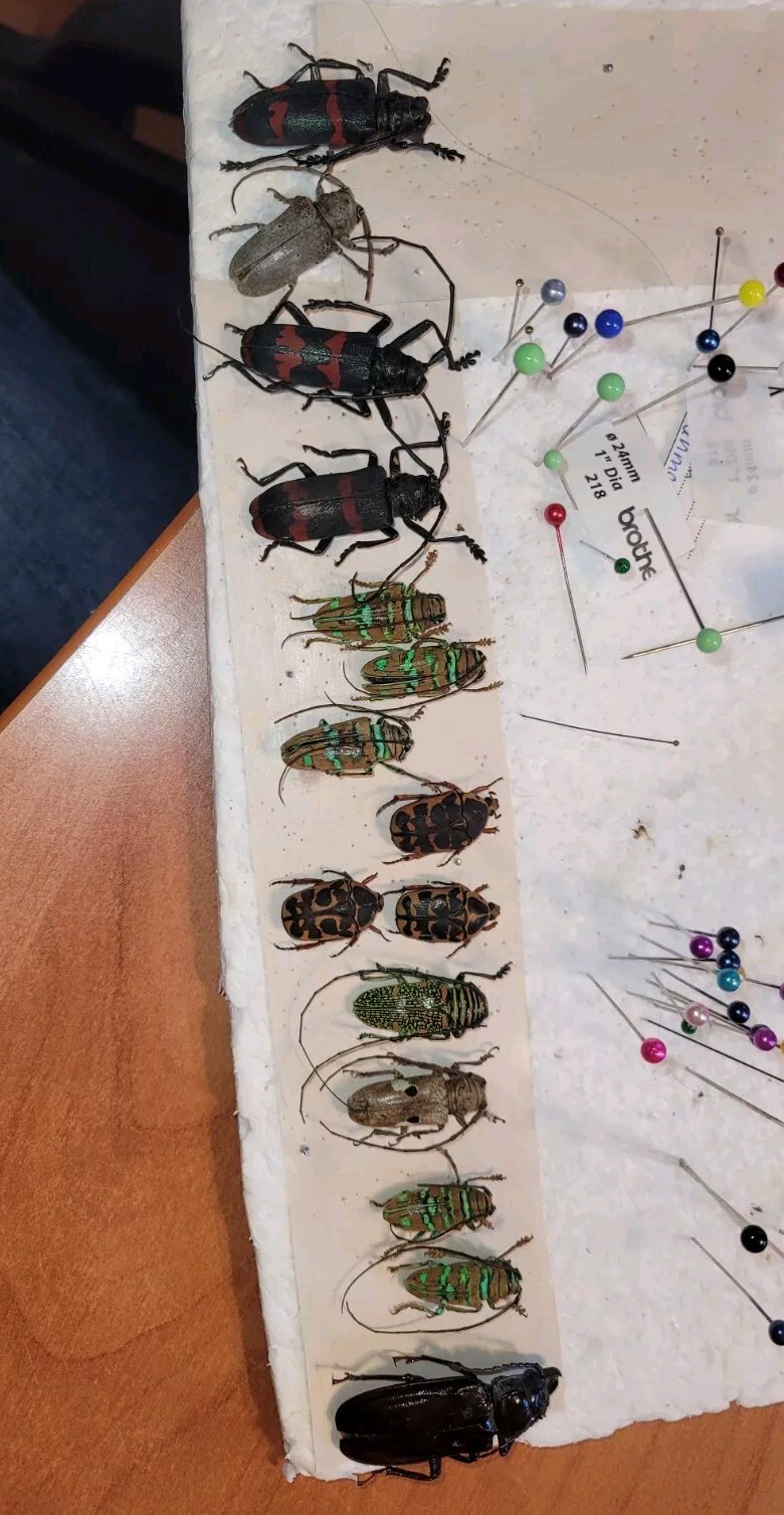 Lot of 15 Beetles A1/A2/B (90% A2)from Togo, good for sesearch/study | eBay