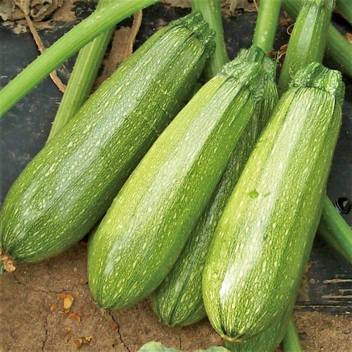 Grey Zucchini Squash Seeds | Mexican Gray Calabacita Summer Courgette ...