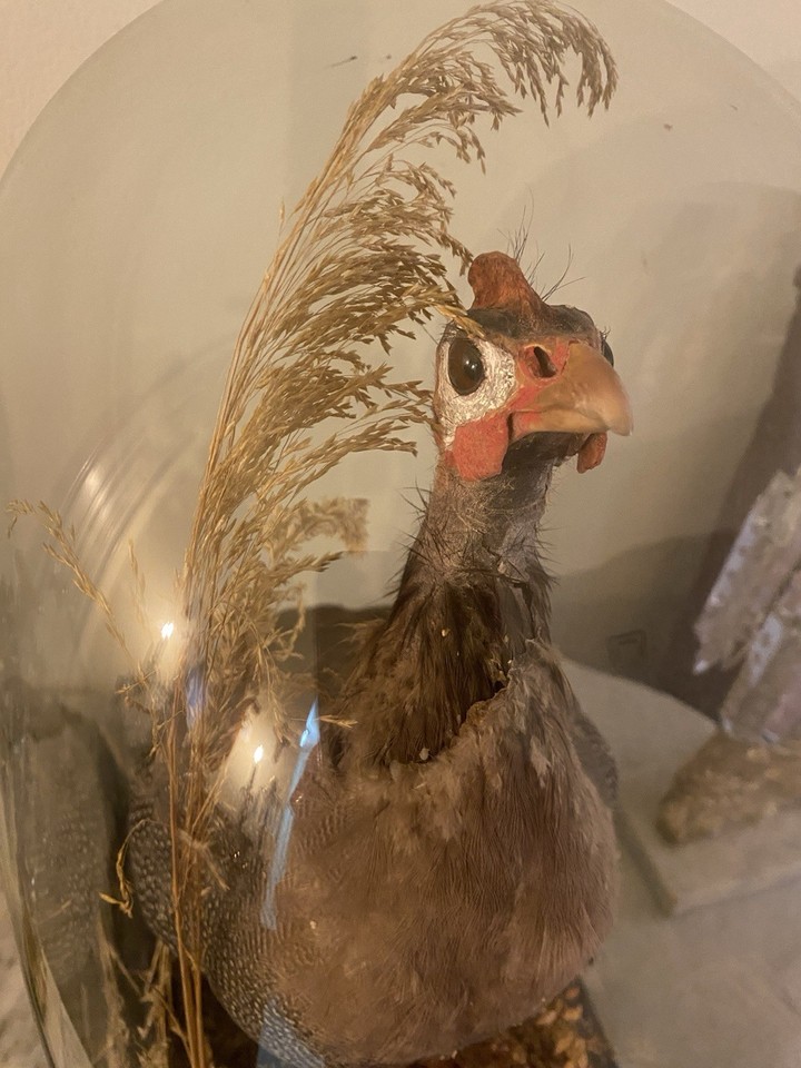 Large Antique Victorian Taxidermy Guinea Fowl Naturalistic Setting ...