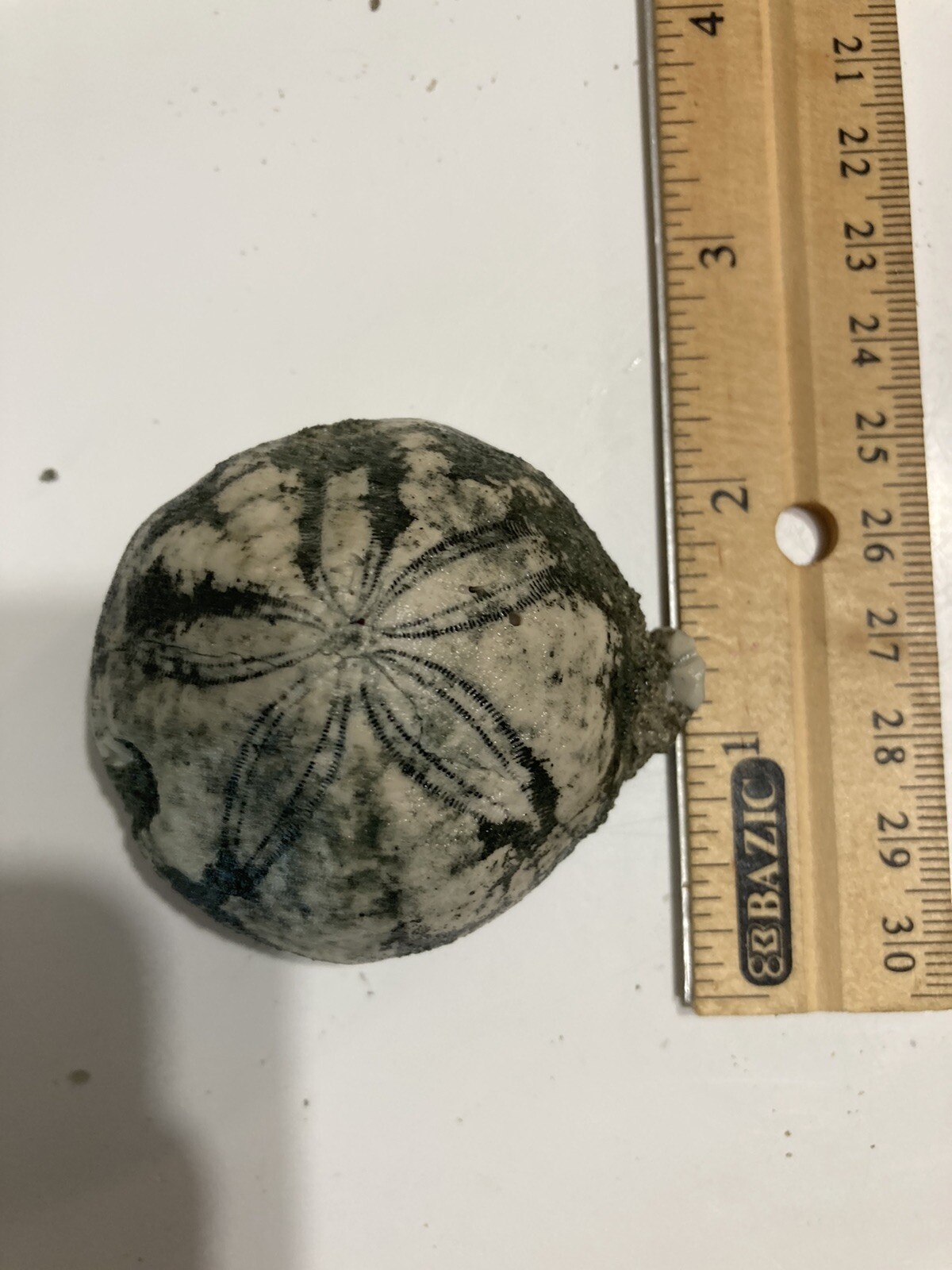 Fossilized Sea Biscuit fossil echinoderm cretaceous urchin beach decor ...
