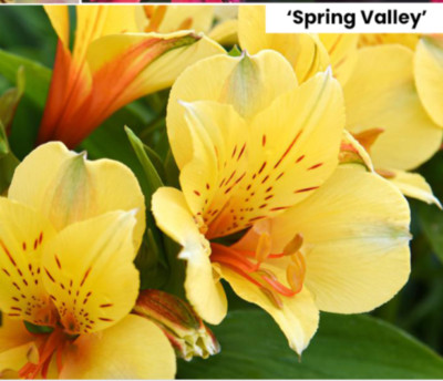 Alstroemeria Plant 1 x 1 Litre Summer Paradise Spring Valley Yellow | eBay