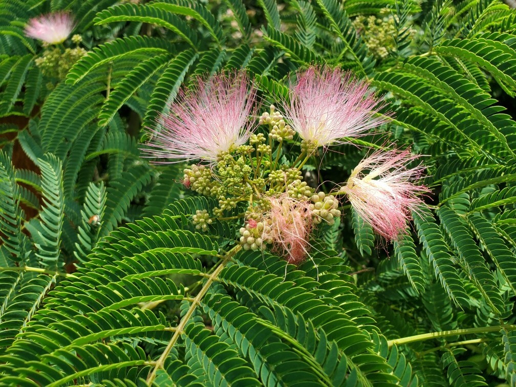 10 Fresh Pink Mimosa Tree Cuttings 6-8" Honey Bees Butterflies ...