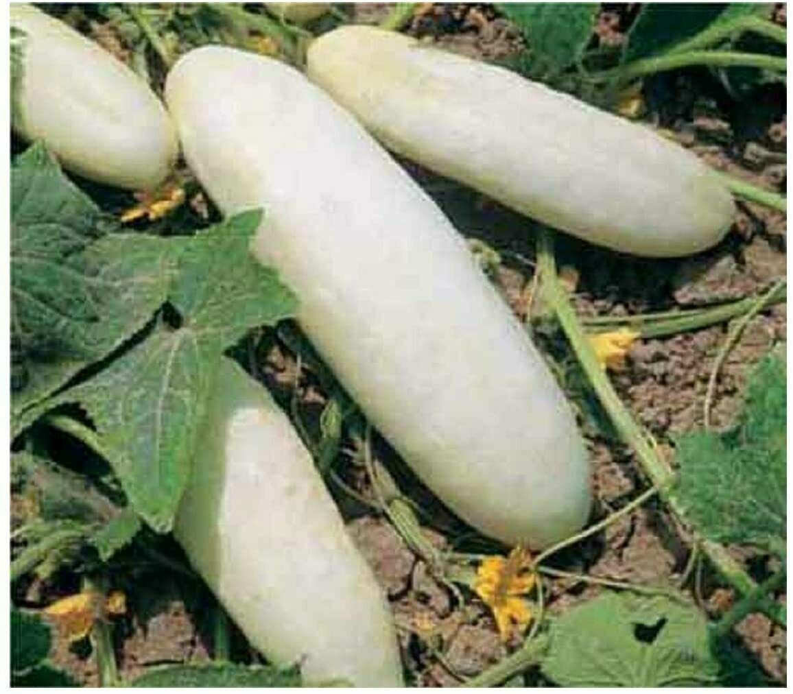 100 White Cucumber Seeds Cuke Cucumis Vegetable Seed Organic Heirloom ...