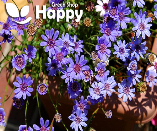 THE BLUES - BLUE DAISY - 110 seeds - Felicia Heterophylla - Dwarf ...