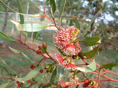 Eucalyptus nutans - Red Flowered Moort 15+ seed | eBay