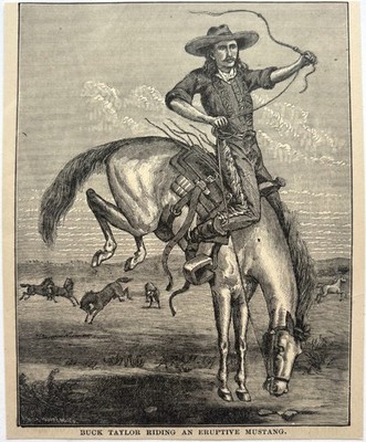 1888 Buck Taylor Rides Mustang Wood Engraving Victorian West Buffalo ...