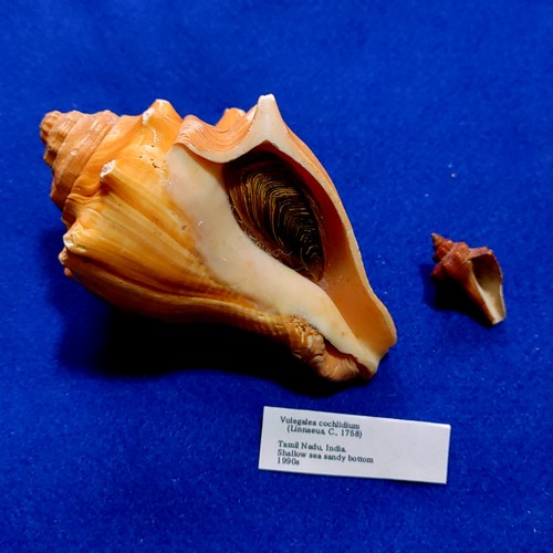 Volegalea cochlidium 98-27mm Crown Horse Conch Whelk Sea shells | eBay