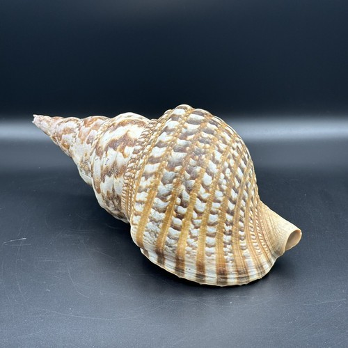 Triton Conch Seashell Trumpeted Shell, Beautiful Markings Large Size ...