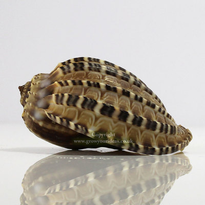 Harpa Harpa Sea Shell 9-11cm Seashell for aquariums, crafts, or ...