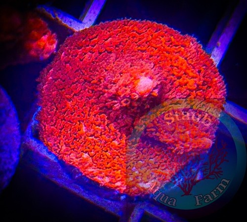 SAF~Red Montipora Coral Frag“WYSIWYG”, SPS, Live Coral Colony, Acro ...