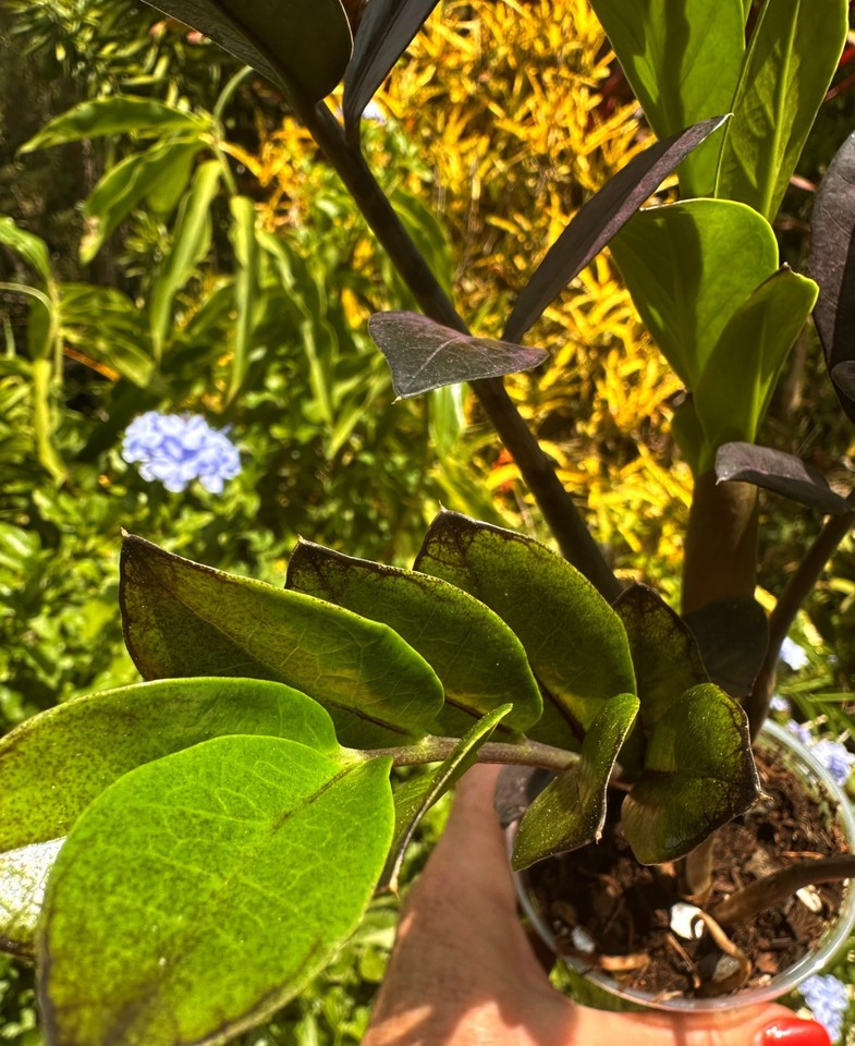 ZZ Plant BLACK Raven Zanzibar Zamioculcas Tropical Plant | Colly Dolly ...