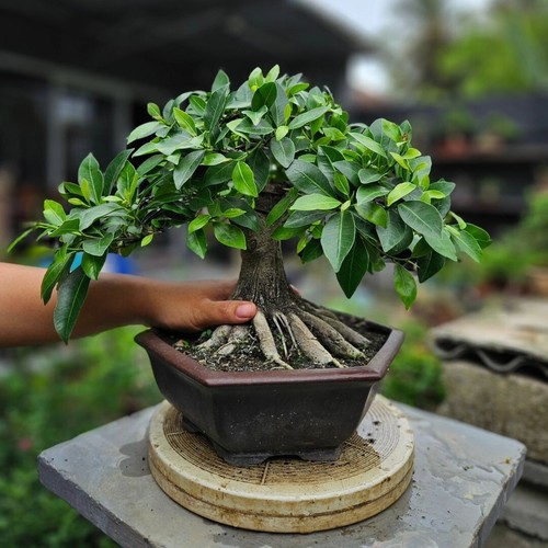 Ficus microcarpa Bonsai || 'Tiger Bark' Tigerbark || Bonsai tree | eBay