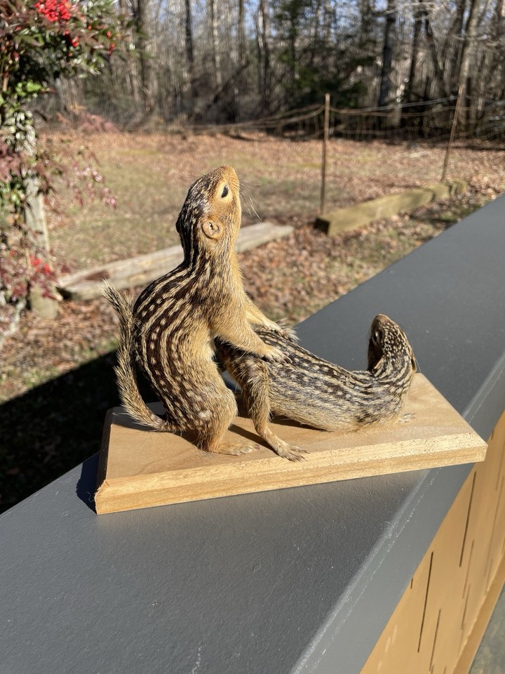 Taxidermy Nice Sexy, pair, of Breeding Thirteen-lined Ground Squirrels ...
