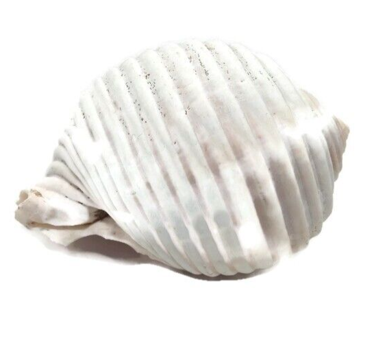 Andean Pututu Conch Trumpet - Handmade Indigenous Wind Instrument | eBay