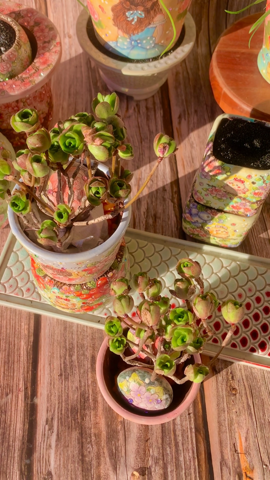 Live Aeonium Saundersii Pinheads Succulent – Bare Root Plant,Wedding ...