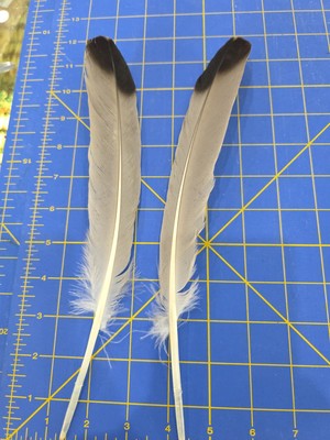 Z177 Pr Farm Raised Real Cape Barren Goose Wing Feather Fly Fishing ...