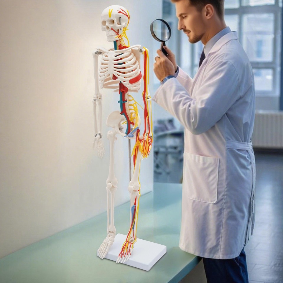 Human Skeleton Model PVC Skeleton Model For Medical Classrooms ...