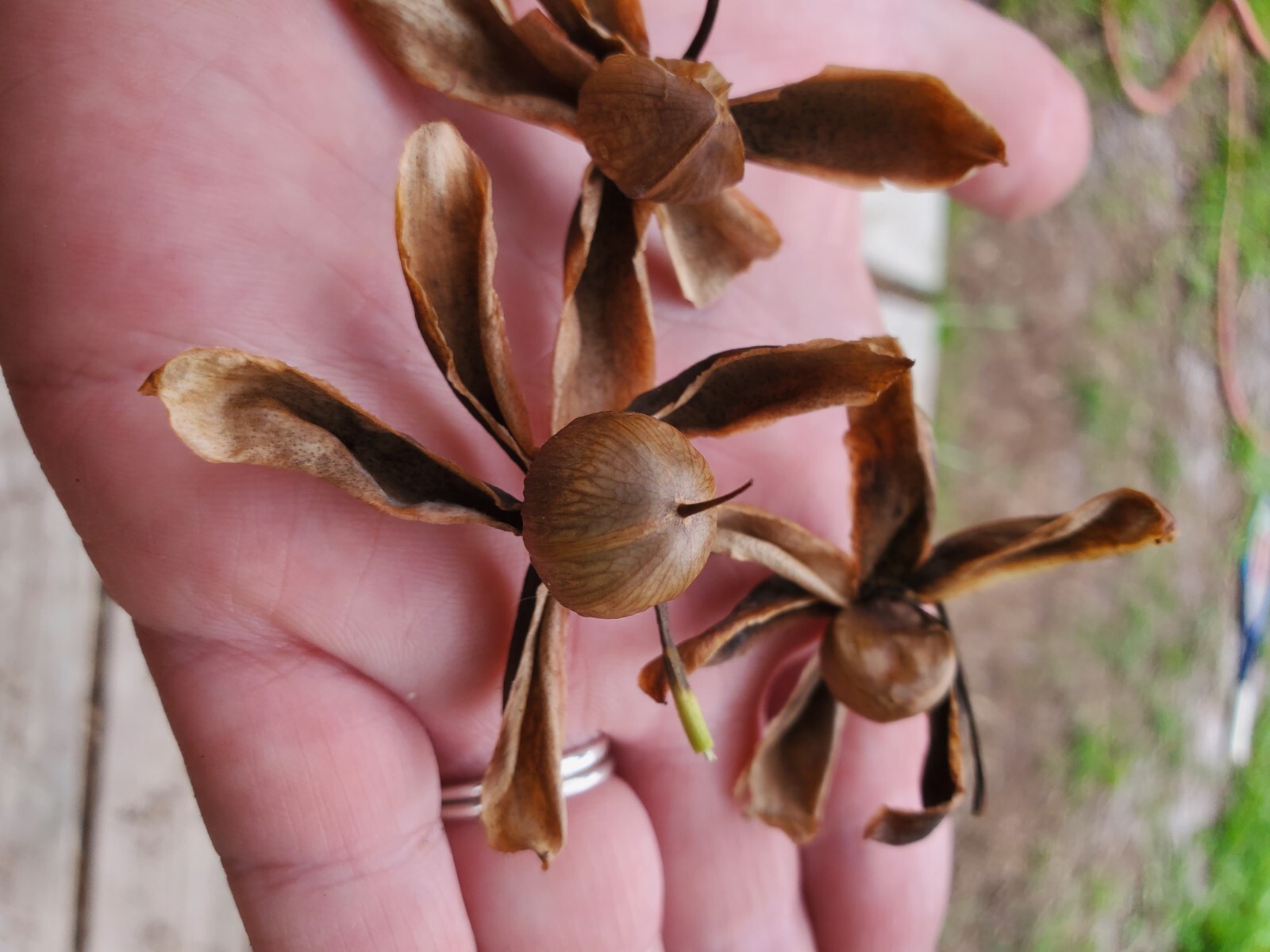 NATIVE WILDFLOWER SEEDS - Alamo Vine (Distimake dissectus) FL ecotype ...