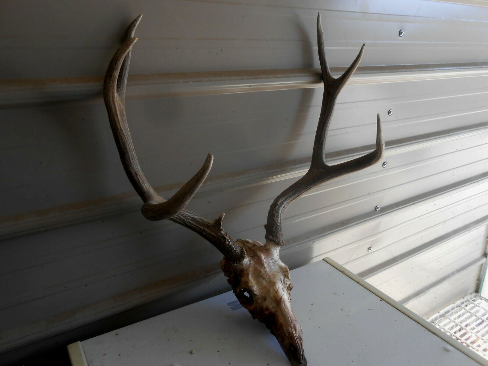 4x3 Colorado 23 2/8 MULE DEER RACK ANTLERS FULL SKULL whitetail elk ...