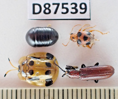 D87539. Insects, Mix insects sp. Vietnam South. Bao Loc. Nice!!!! | eBay