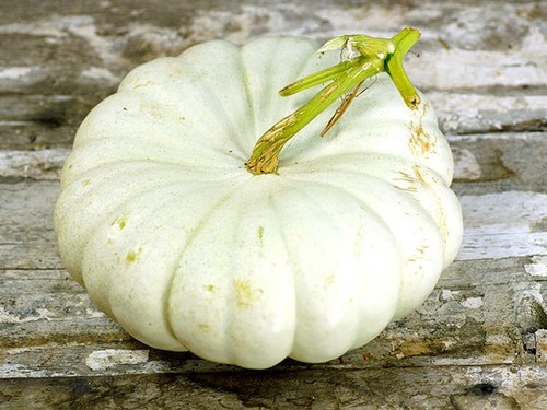 Pumpkin FLAT WHITE BOER FORD-Pumpkin Seeds-SOUTH AFRICAN HEIRLOOM-8 ...