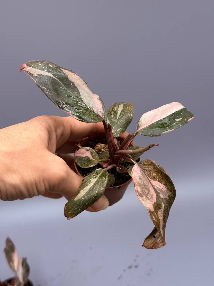 Planttini🌱 Viele Philodendron Pink Princess Marble Sellers Choice | eBay