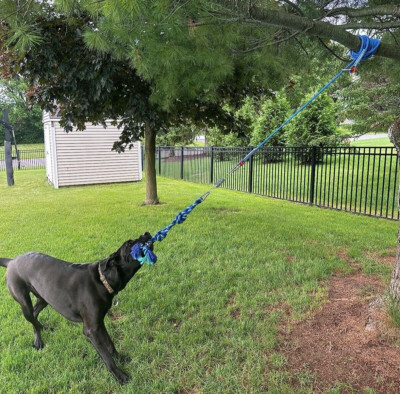 Bungee Dog Toy, Tree Tug Toy for Pitbull Interactive & Exercise, Spring ...