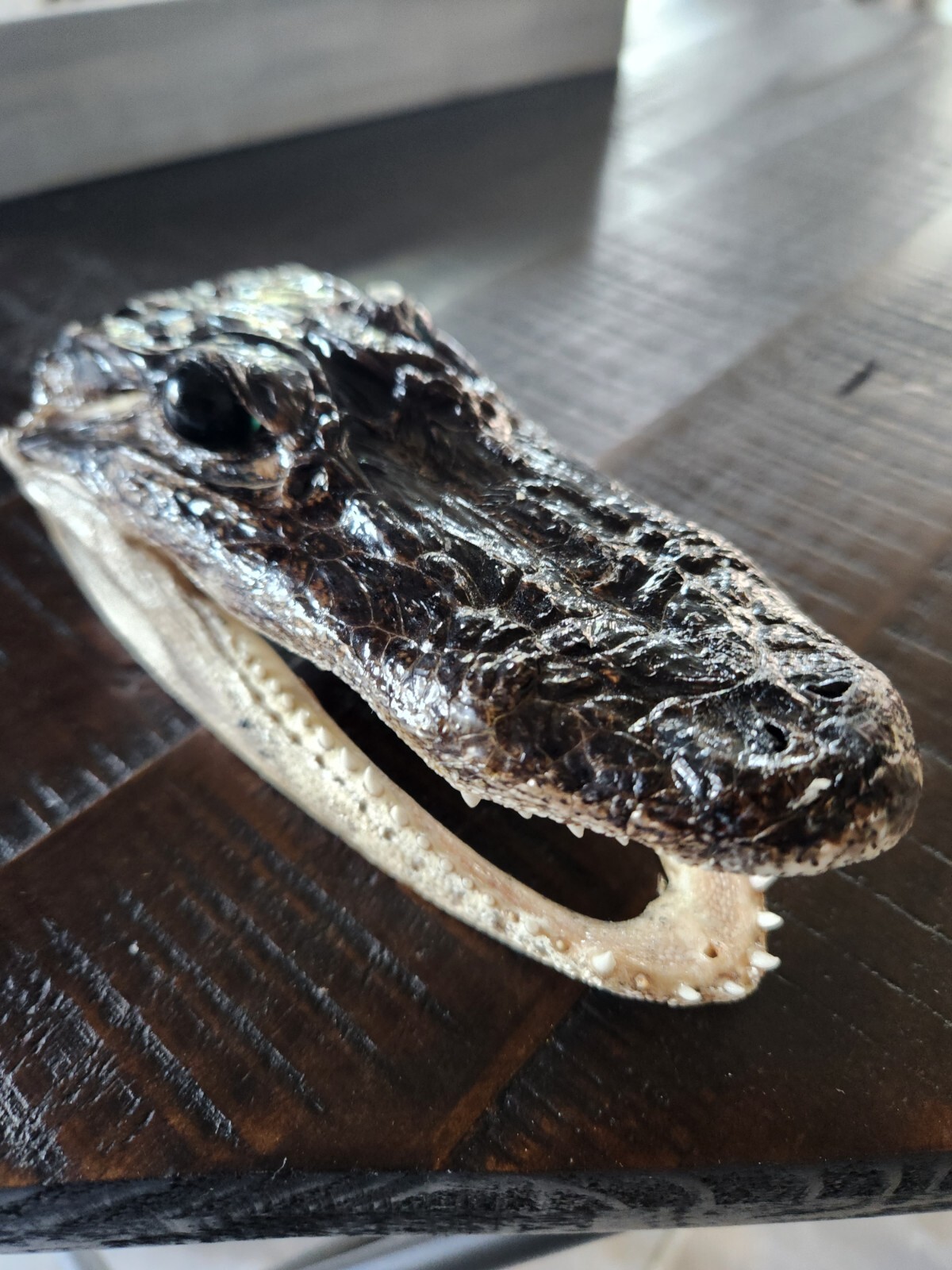 Vintage Genuine Small Alligator Head 6.5" Taxidermy | eBay