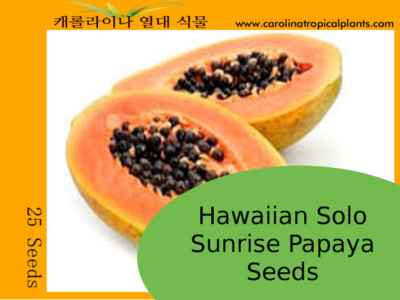 Hawaiian Solo Sunrise Papaya - 25 Seeds | eBay