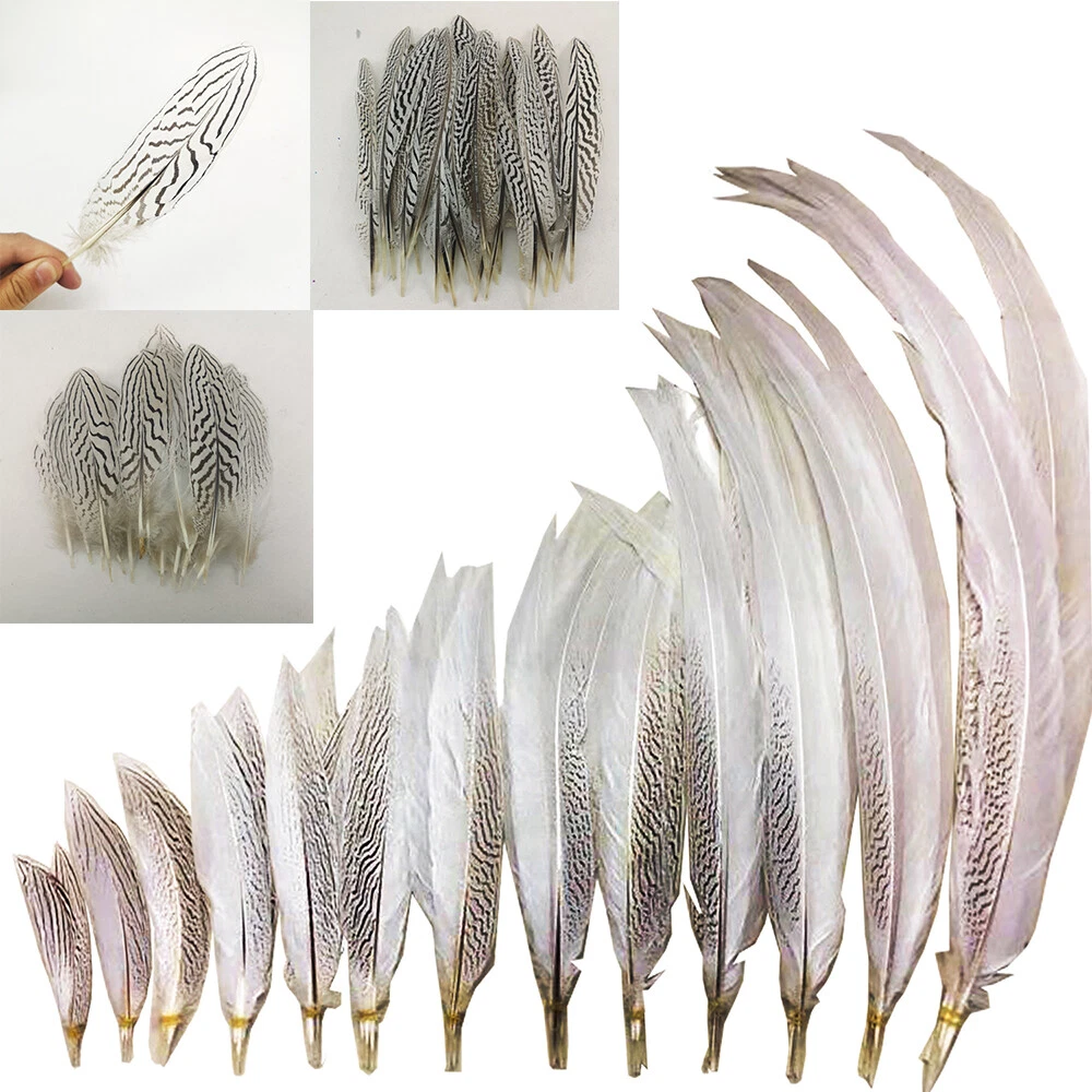 Silver Pheasant Feathers