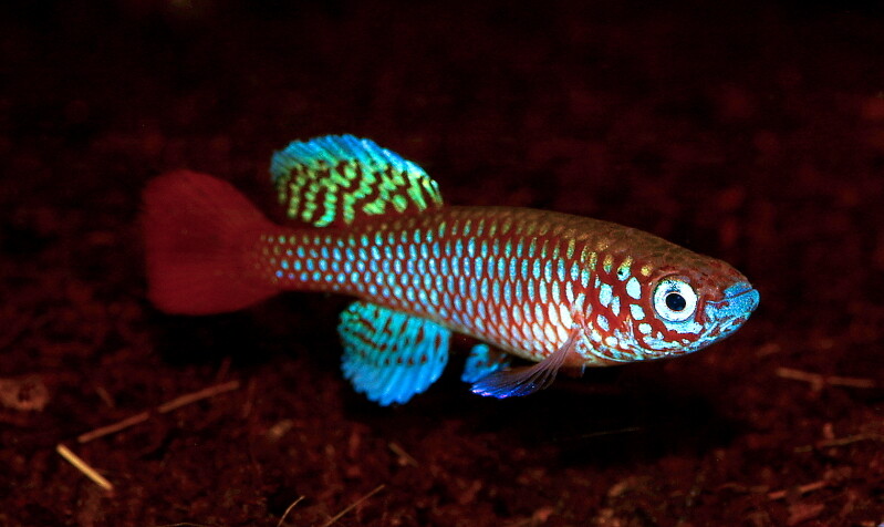 Killifish for sale >> killi.co.uk