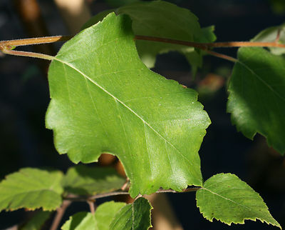 Birke Papierbirke Papier-Birke Betula papyrifera 125-150 cm im ...