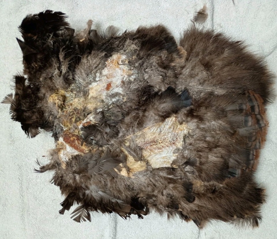 Wild Turkey Pelt Skin Hide Feathers | eBay