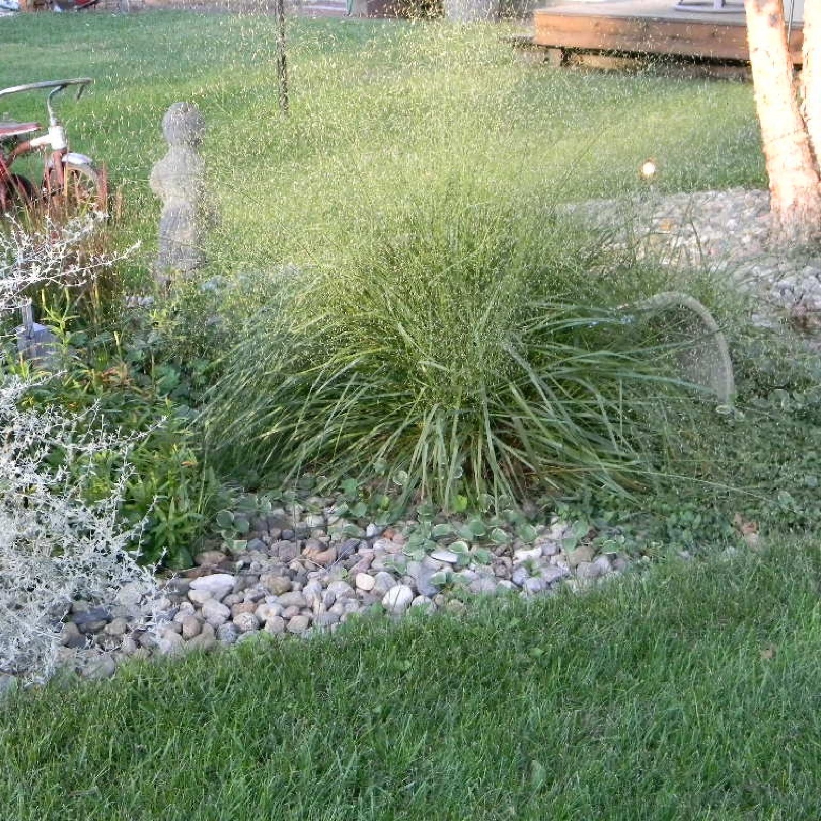 SAND LOVEGRASS Eragrostis Trichodes 100,200,400,800 SEEDS | eBay
