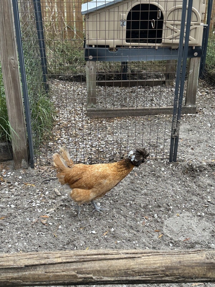 5+ Rare Sanjak Longcrower Chicken 🐣 Hatching Eggs 🥚 Large breed Unique ...