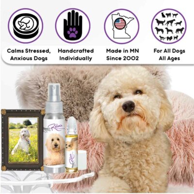Goldendoodle Relax Dog Aromatherapy | Calm Anxious Stressed Scared ...