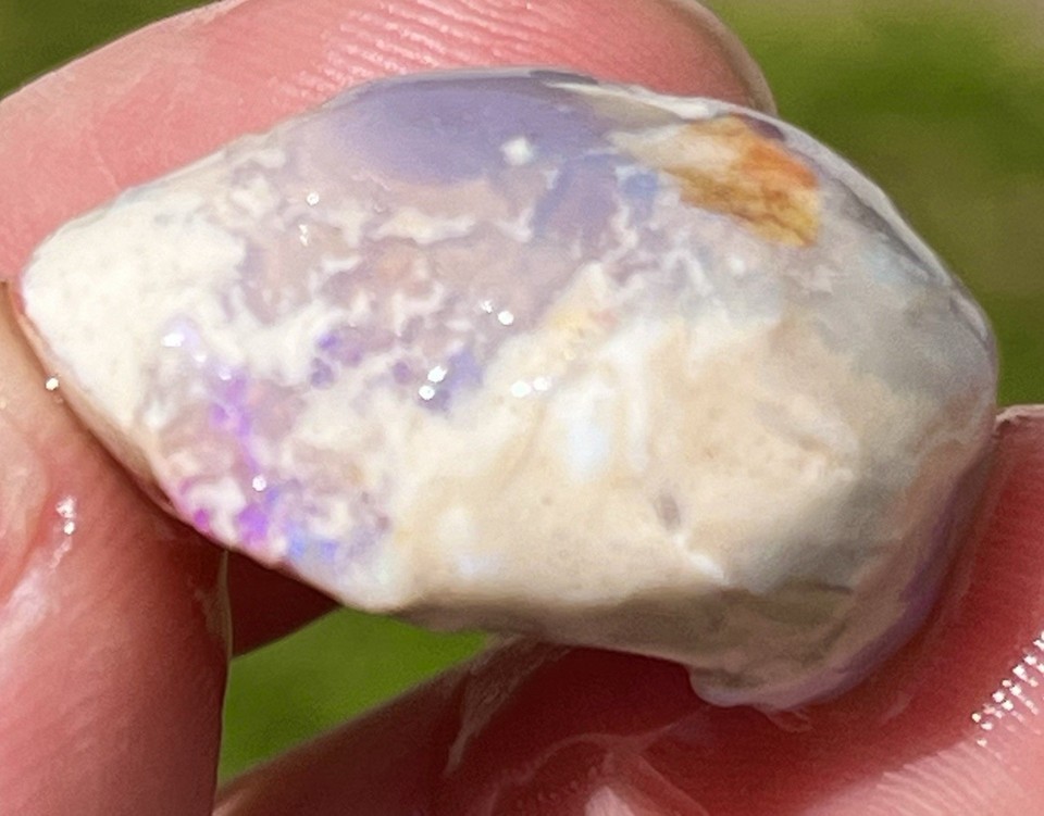 Opal Shell 19ct Fossil Lightning Ridge Australia Opals Fossils ...