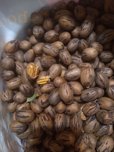2025 Freshly Picked Louisiana Pecans In Shell 5 Lb | eBay