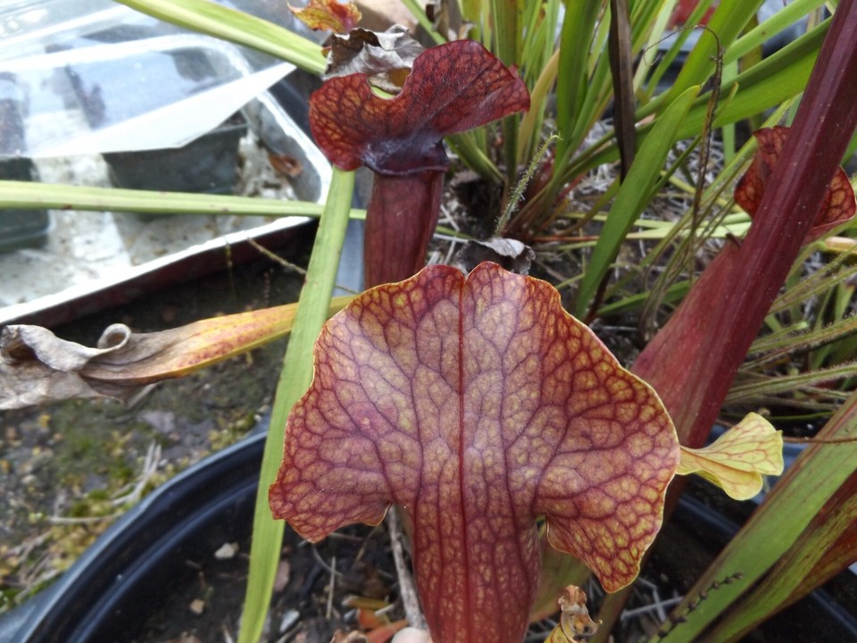 Sarracenia "Mohawk" carnivorous plant | eBay